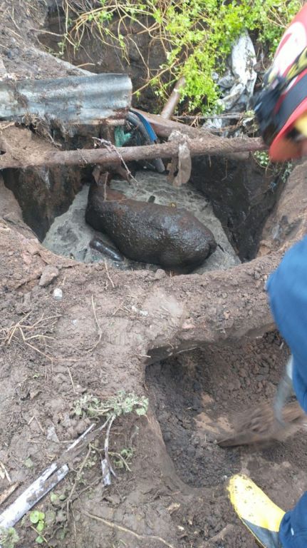 Bomberos Voluntarios rescataron a una vaca que cayó a un pozo | Bragado ...